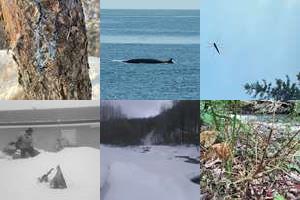 LEO Webinar: March 14th - Local Environmental Observer (LEO) Network