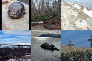 LEO Network Alaska Webinar - Spring 2022 - Local Environmental Observer ...