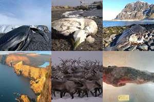 One Health Group - Spring 2020 - Local Environmental Observer (LEO) Network